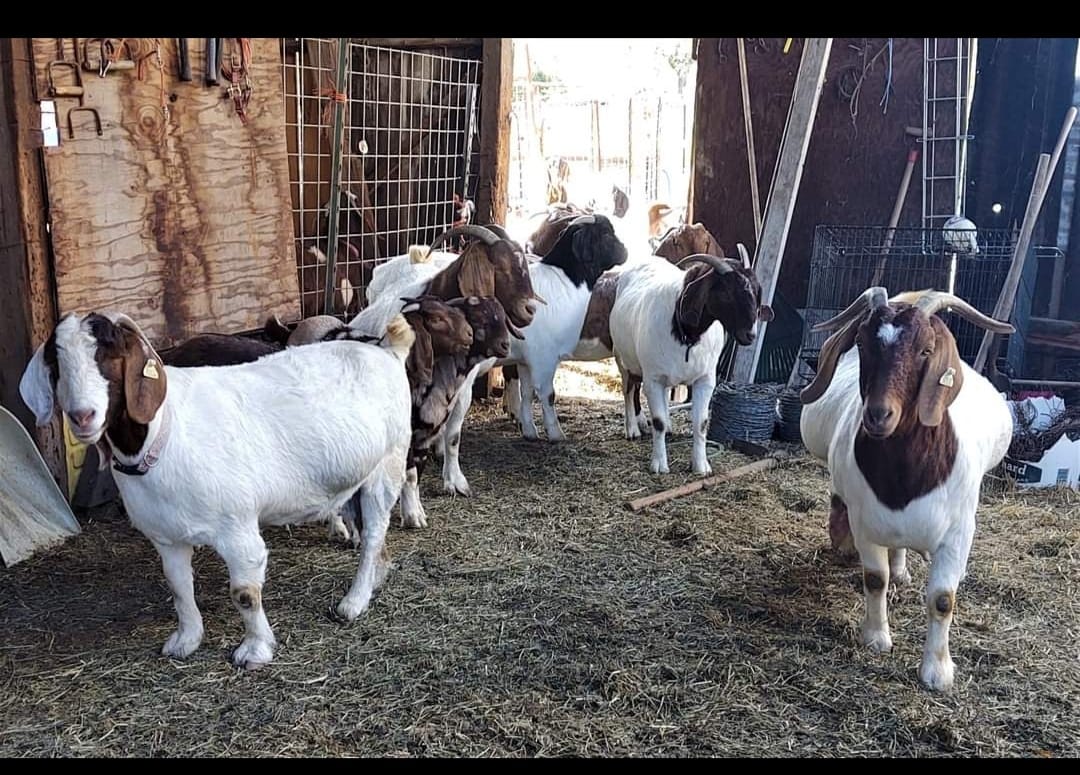 Boer Goats Price in Kenya - Upmarket AgriBazaar