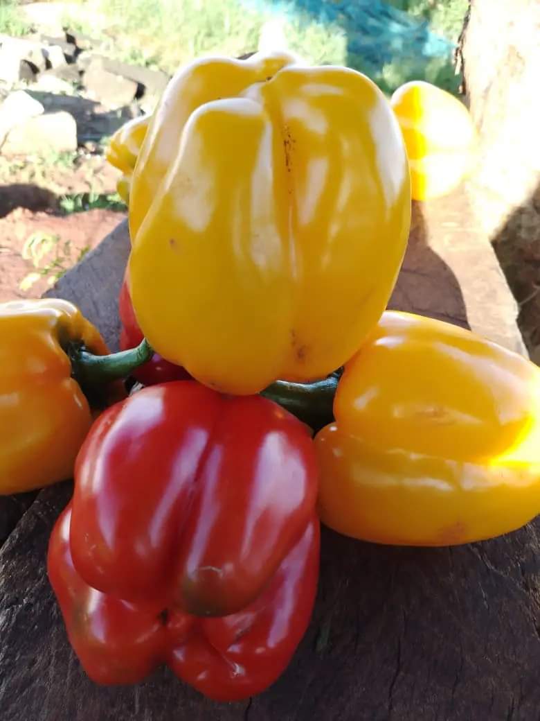 Capsicum Price per kg in Kenya