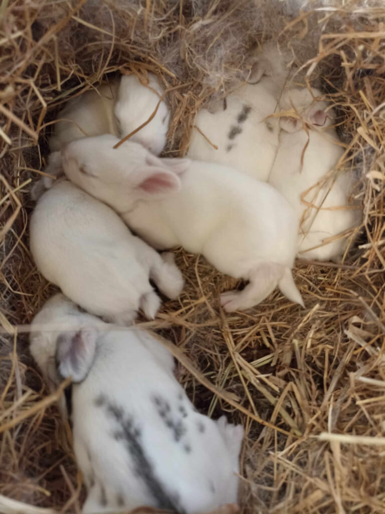 Where to Sell Rabbits in Kenya: Top Marketplaces - Upmarket Agribazaar