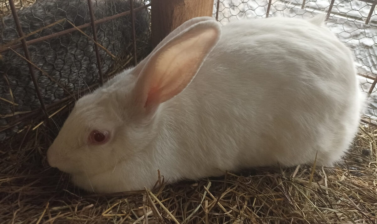 Where to Sell Rabbits in Kenya: Top Marketplaces - Upmarket Agribazaar