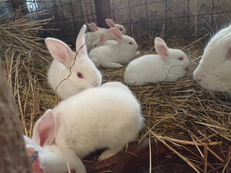 Where to Sell Rabbits in Kenya: Top Marketplaces - Upmarket Agribazaar